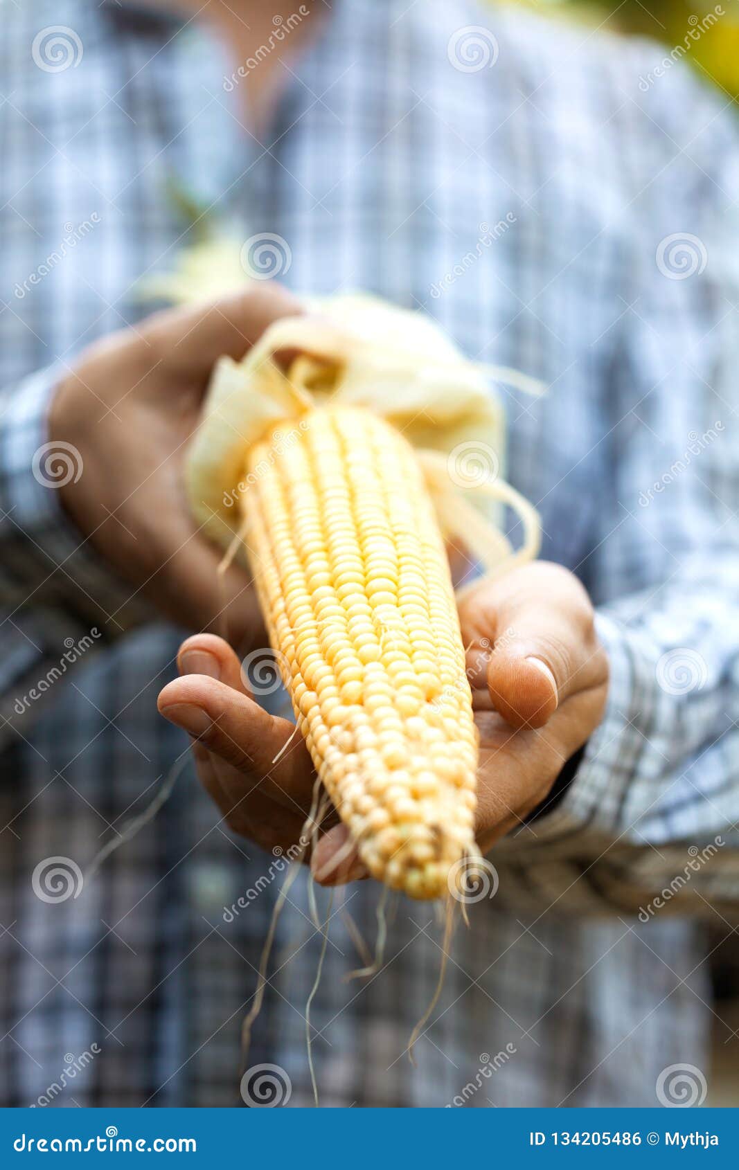 Fresh corn in hands stock photo. Image of gardening - 134205486