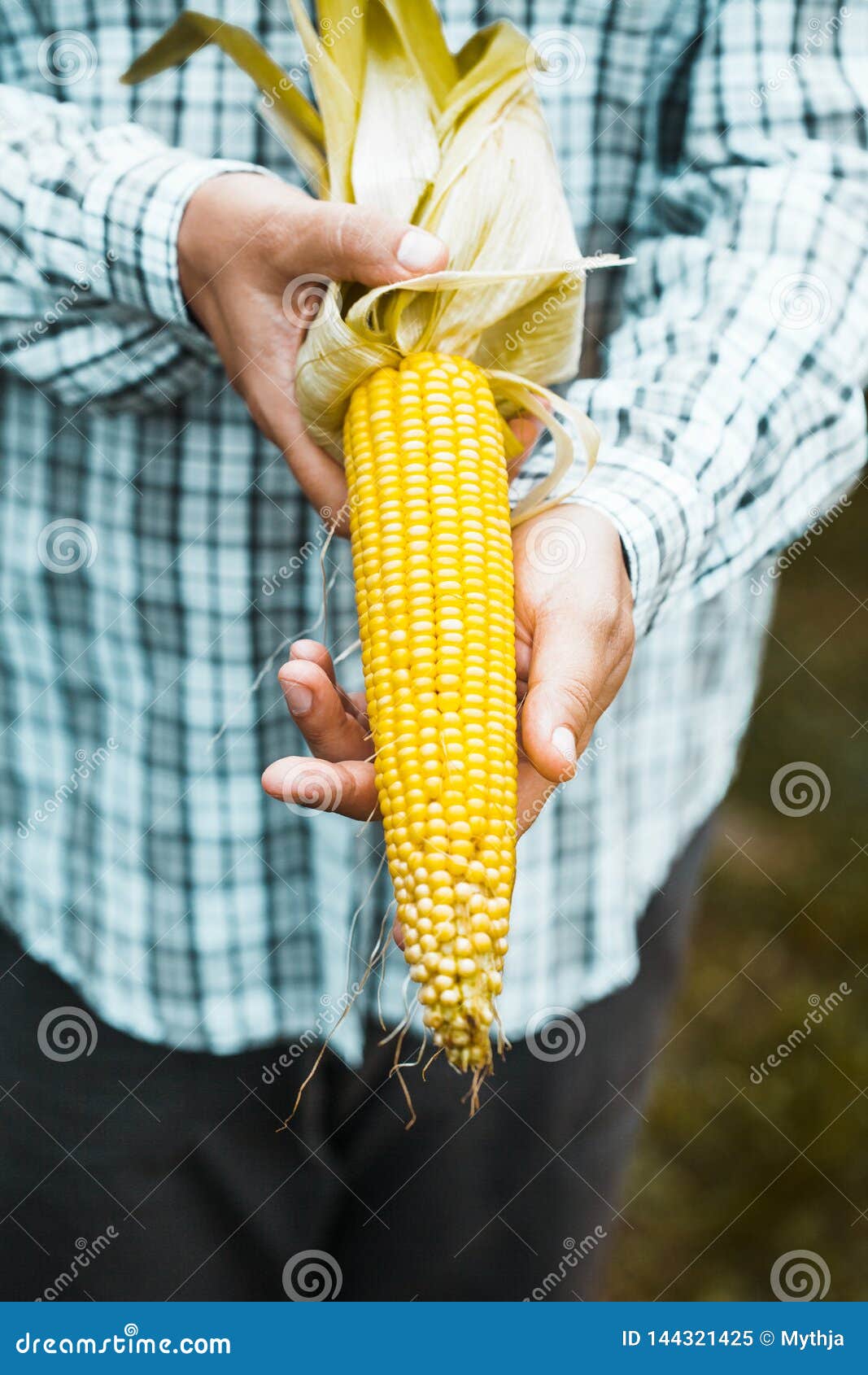 Fresh corn in hands stock image. Image of closeup, hand - 144321425