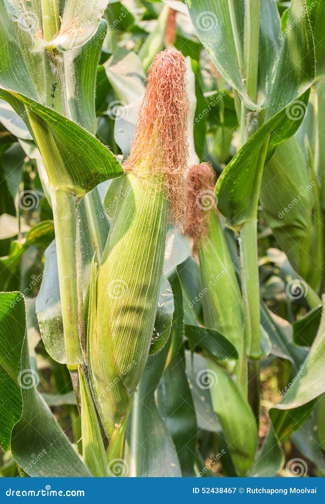 Fresh Corn Hanging on Tree in Farm Stock Image - Image of generation ...