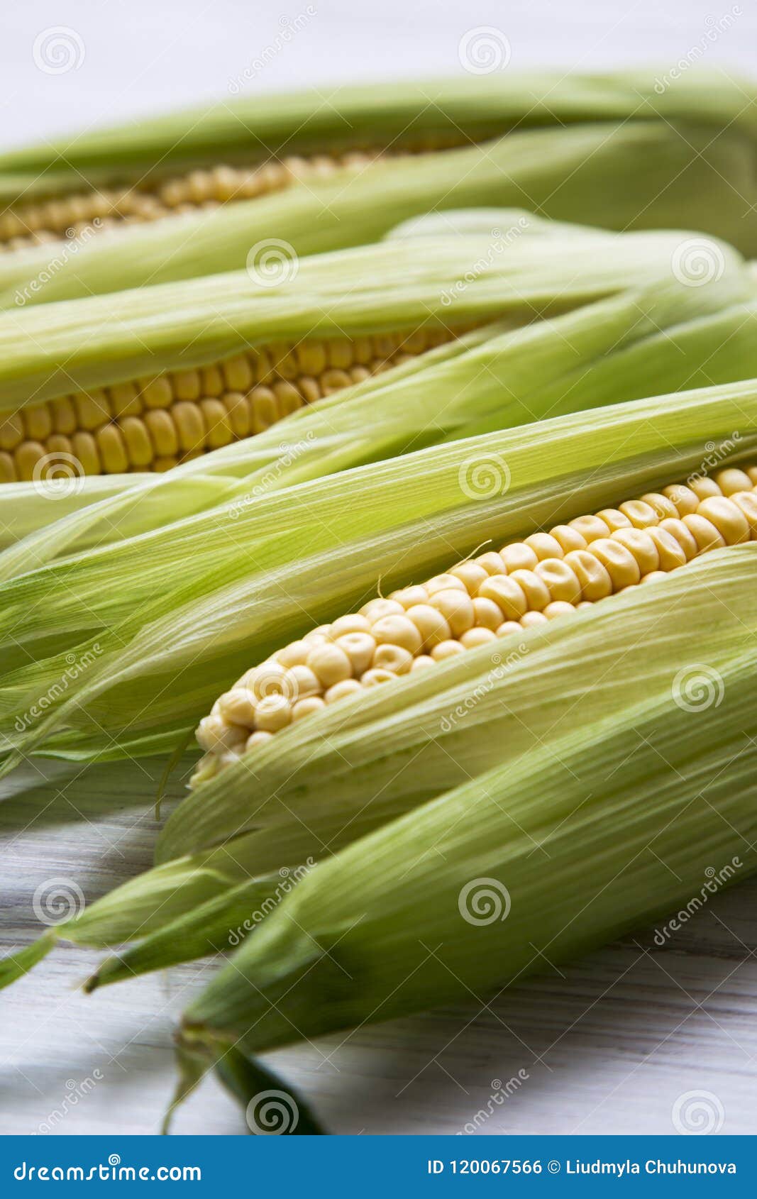 Fresh Corn Husks, Close-up. Corn on the Cob Stock Photo - Image of open ...