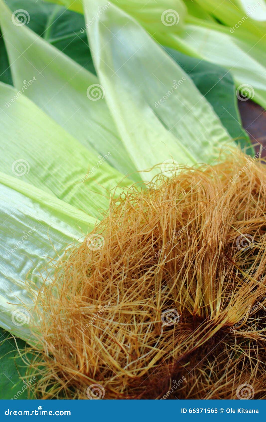Fresh corn husks stock photo. Image of husks, commodity - 66371568