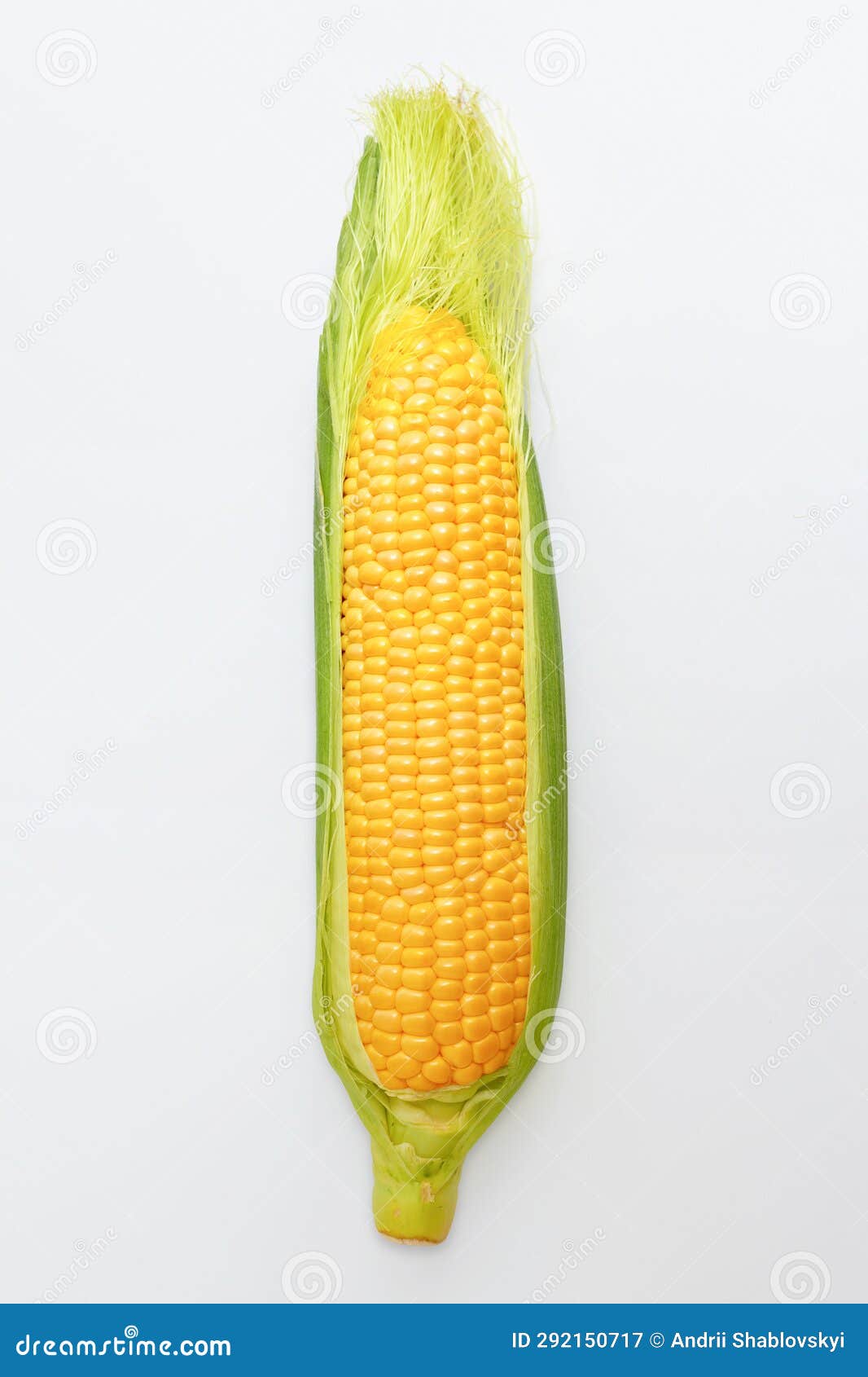 Fresh Corn Isolated on a Light Background. Corn Heads Stock Image ...