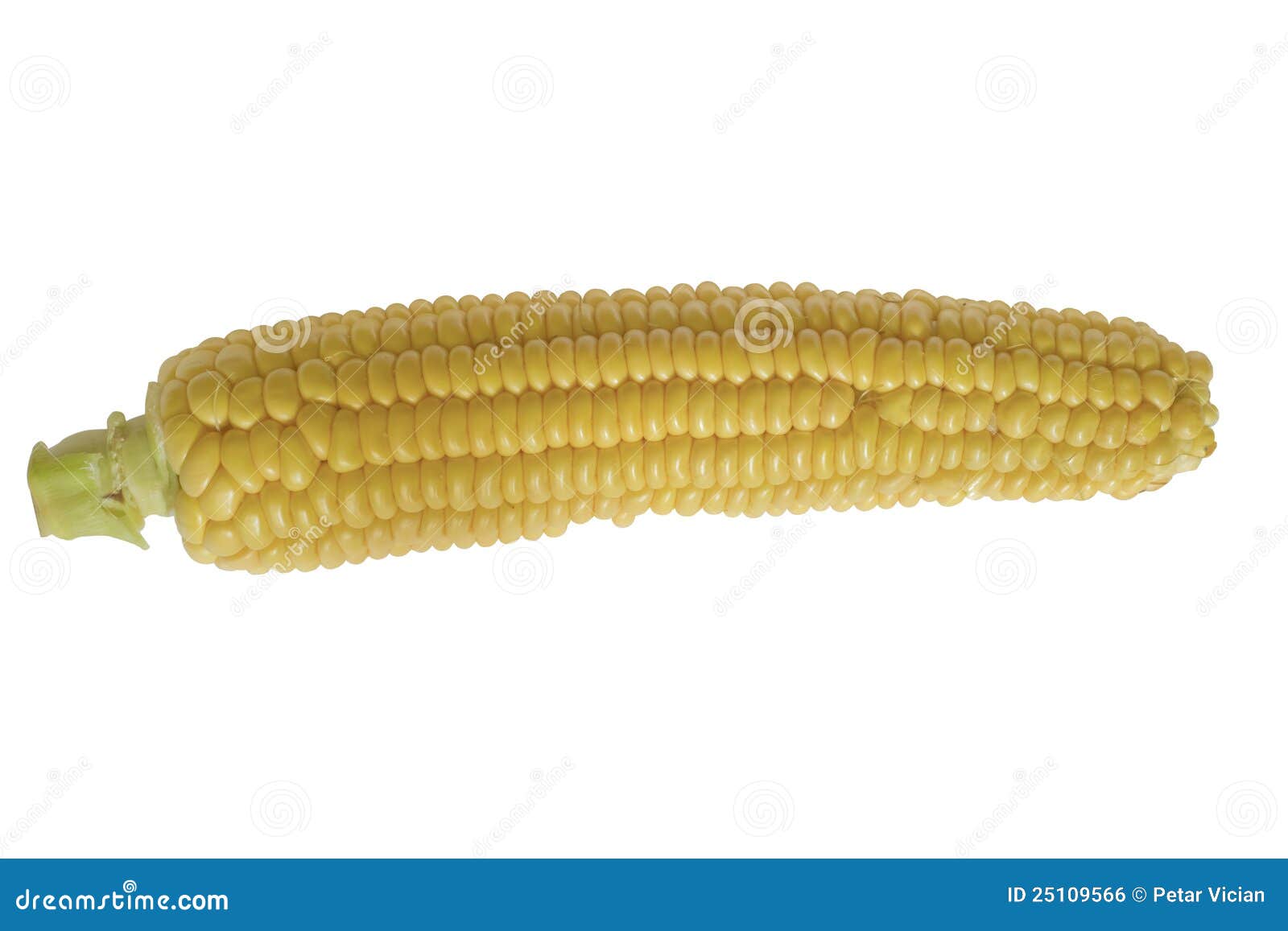 Fresh Corn Isolated on White Stock Photo - Image of freshness ...