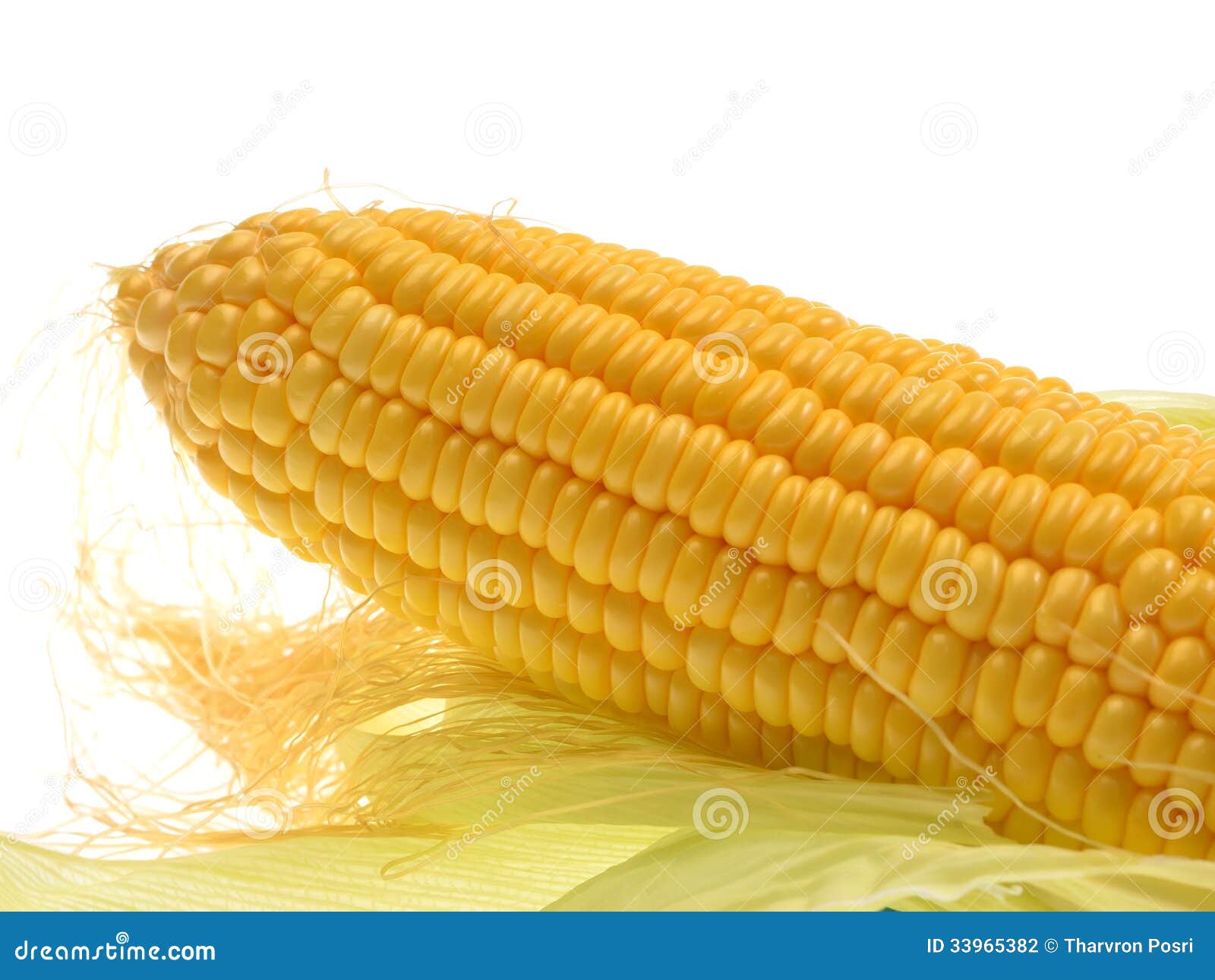 Fresh Corn Isolated on White Background Stock Photo - Image of plant ...