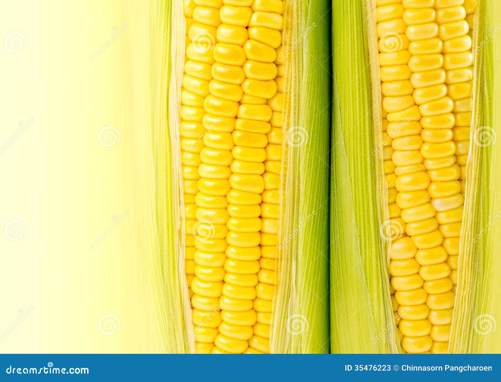 Fresh Corn stock image. Image of delicious, peel, nutriment - 35476223