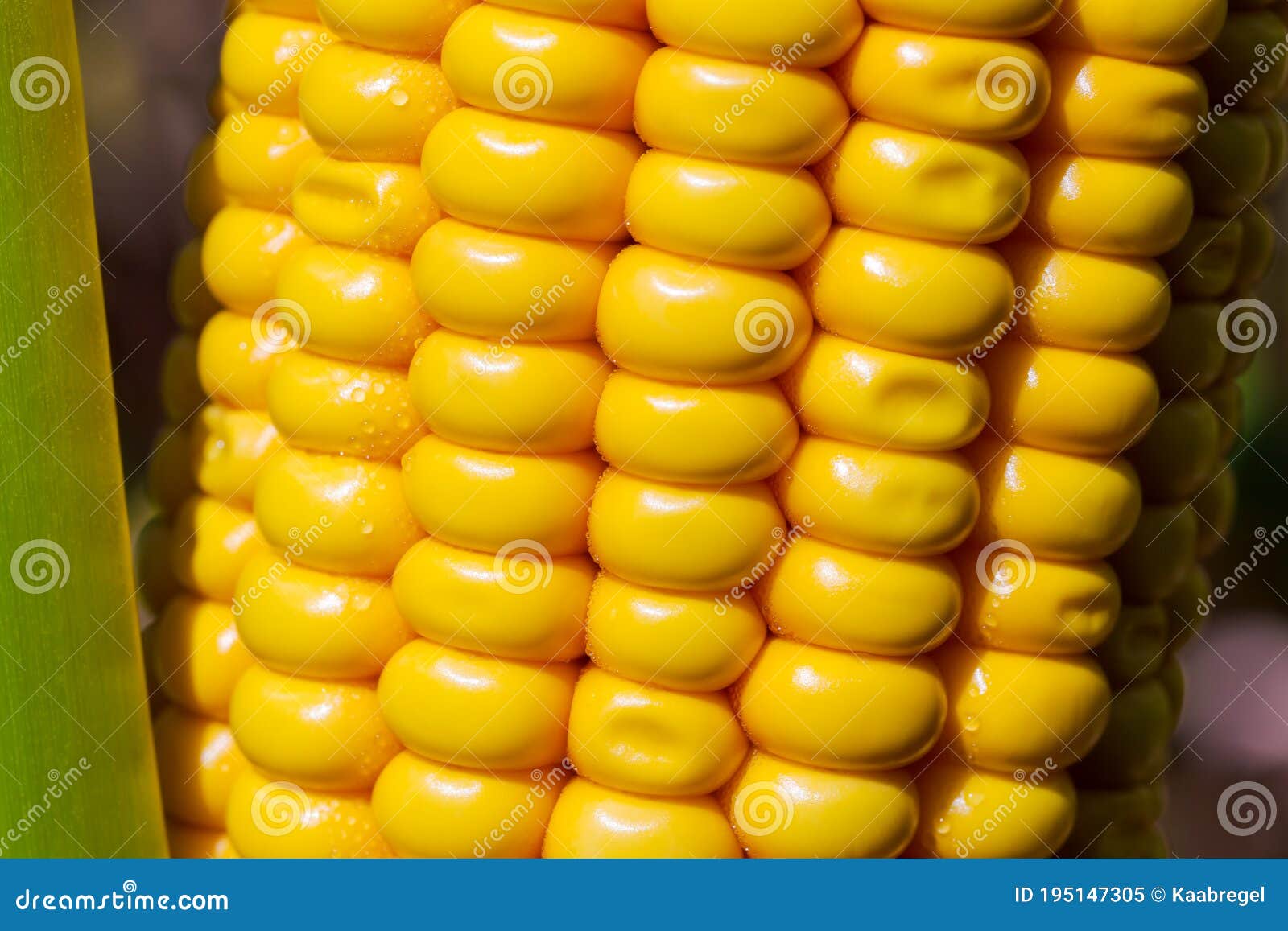 Fresh Corn Kernels on the Cob Macro Photography Stock Image - Image of ...