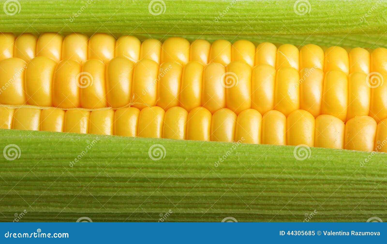 Fresh corn stock image. Image of leaf, summer, macro - 44305685