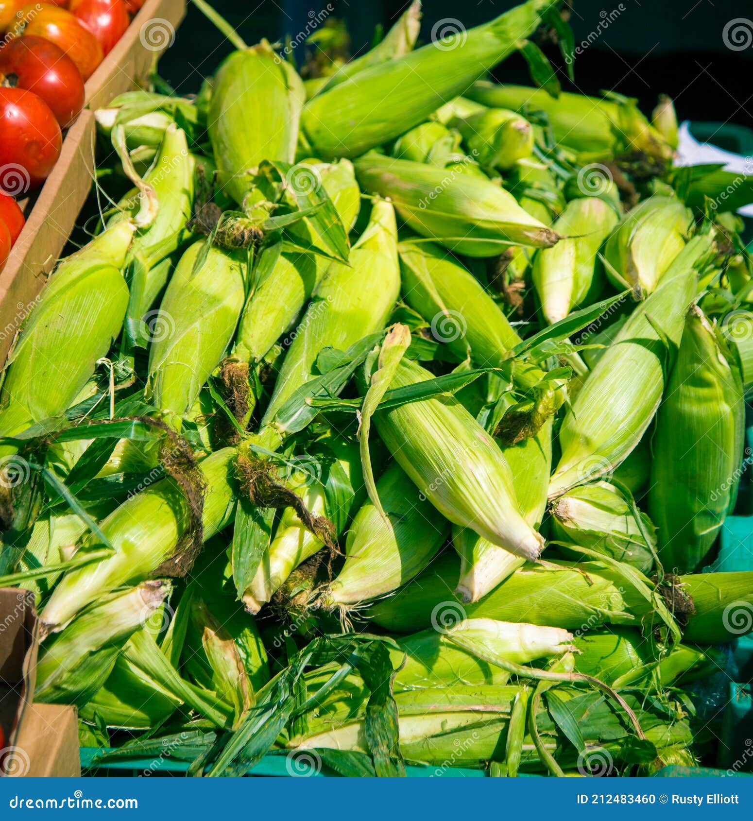 Fresh corn at a market stock photo. Image of sweetcorn - 212483460