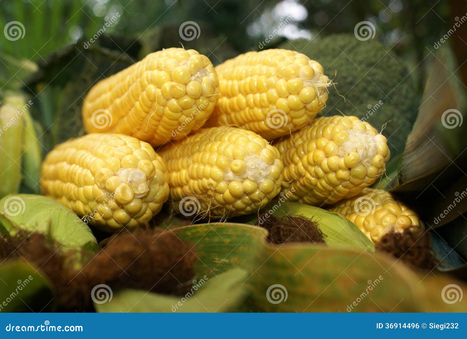 Fresh Corn stock photo. Image of agriculture, corn, life - 36914496