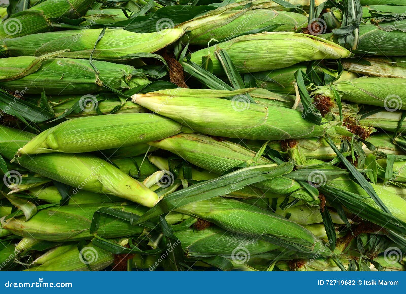 Fresh corn pile stock photo. Image of green, farmer, people - 72719682