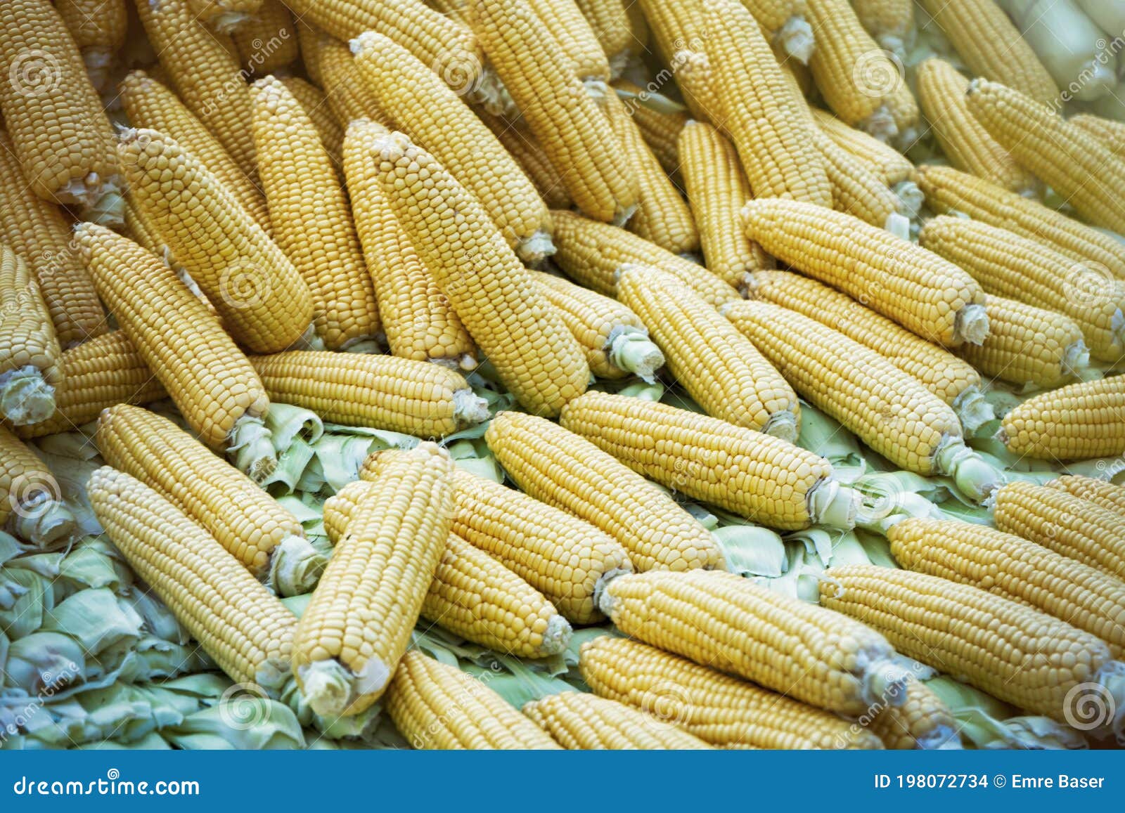 Fresh Corn for Sale in the Market Stock Photo - Image of healthy ...