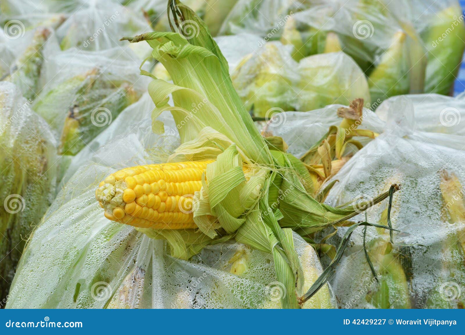 Fresh corn for sale stock image. Image of group, nature - 42429227
