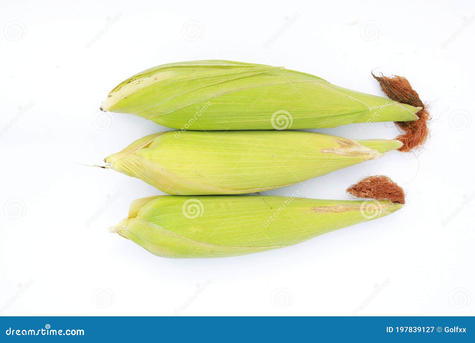 Fresh Corn in Shell Isolated on White Background Stock Image - Image of ...
