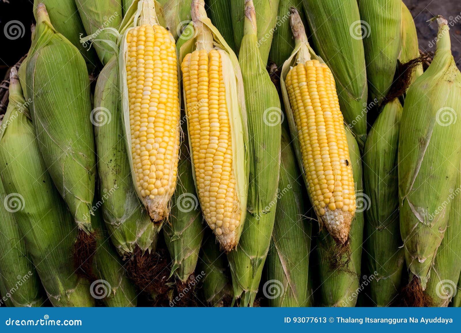 Fresh Corn Stacks in a Basket Stock Image - Image of background ...