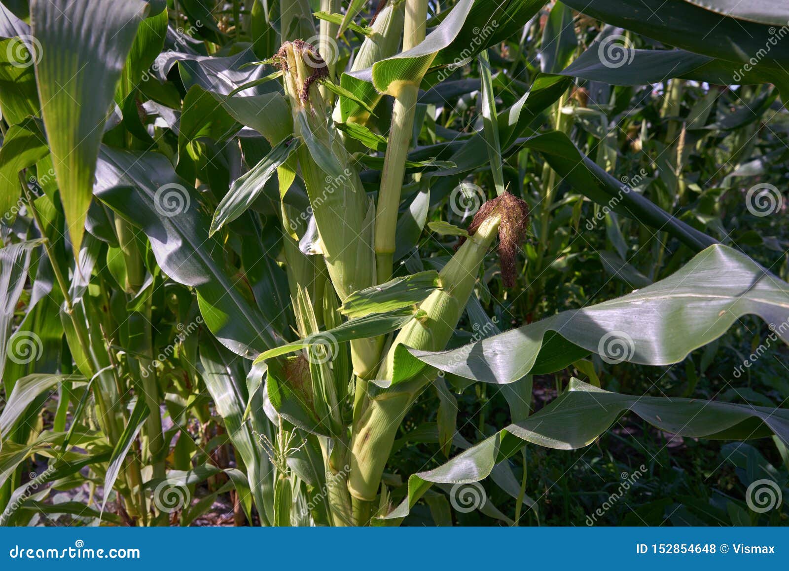 Fresh Corn on the Stalk stock photo. Image of field - 152854648