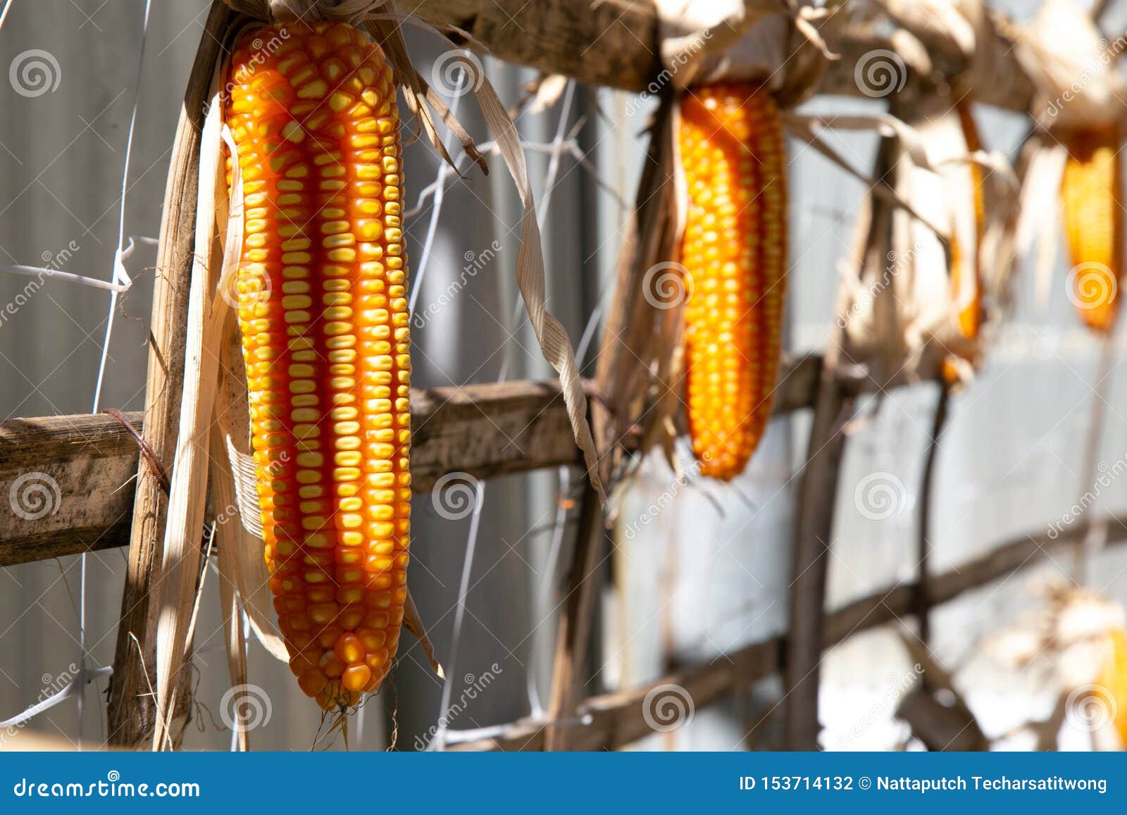 Fresh Corn on Stalk in Field Stock Photo - Image of field, grain: 153714132