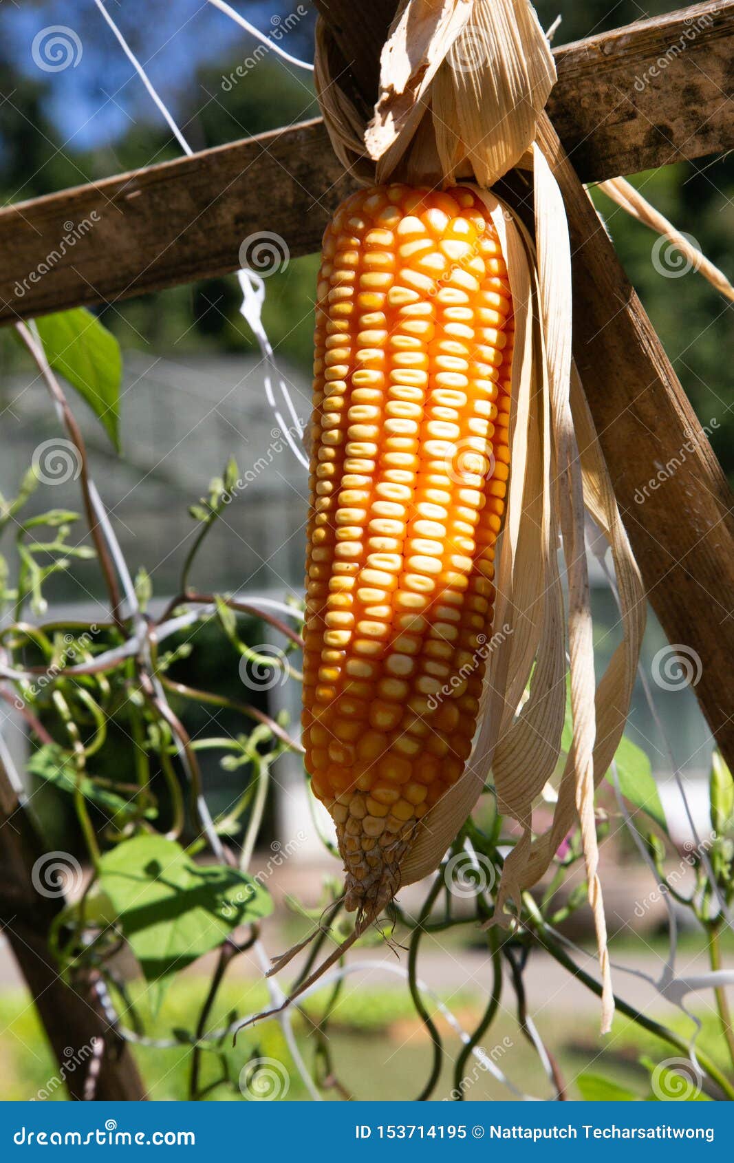 Fresh Corn on Stalk in Field Stock Image - Image of background, growth ...