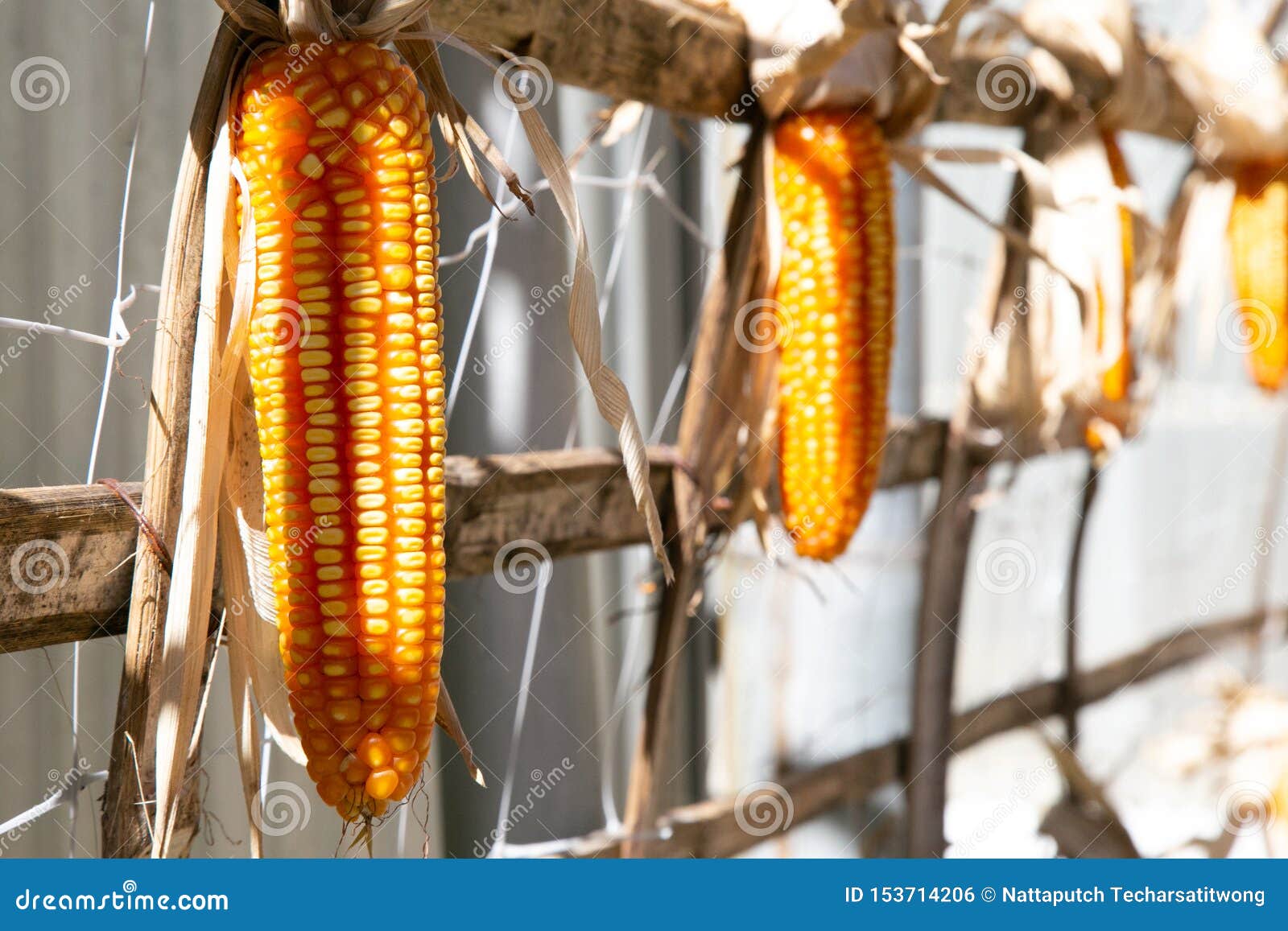 Fresh Corn on Stalk in Field Stock Photo - Image of natural, field ...