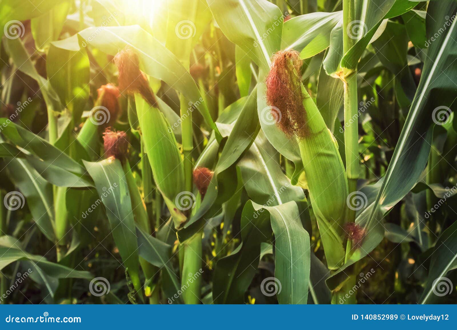 Fresh Corn on Stalk in Field Stock Image - Image of cultivation, fresh ...
