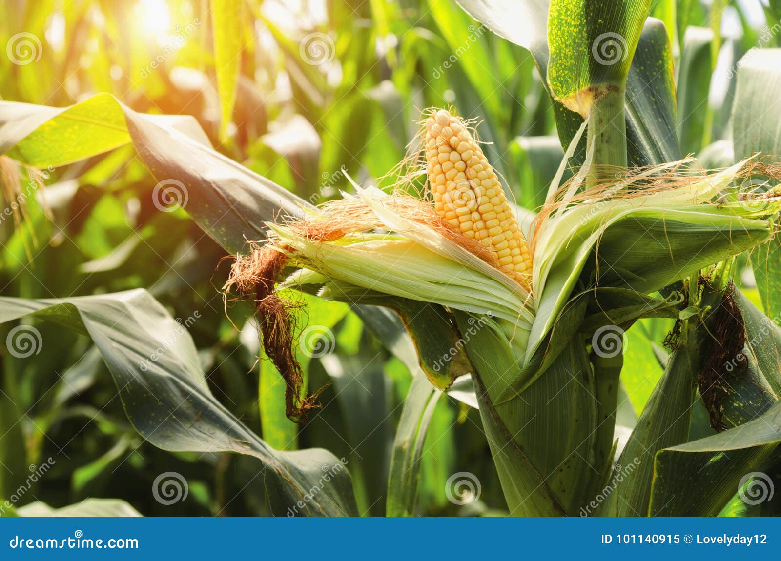 Fresh Corn on Stalk in Field with Sunset Stock Image - Image of food ...