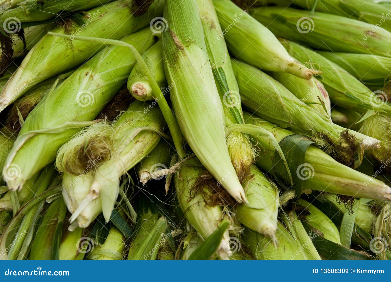 Fresh Corn Stalks at the Market Stock Image - Image of silk, small ...