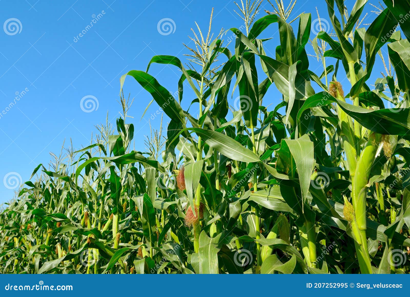 Fresh Corn Stalks on Sky Background Stock Image - Image of farming ...