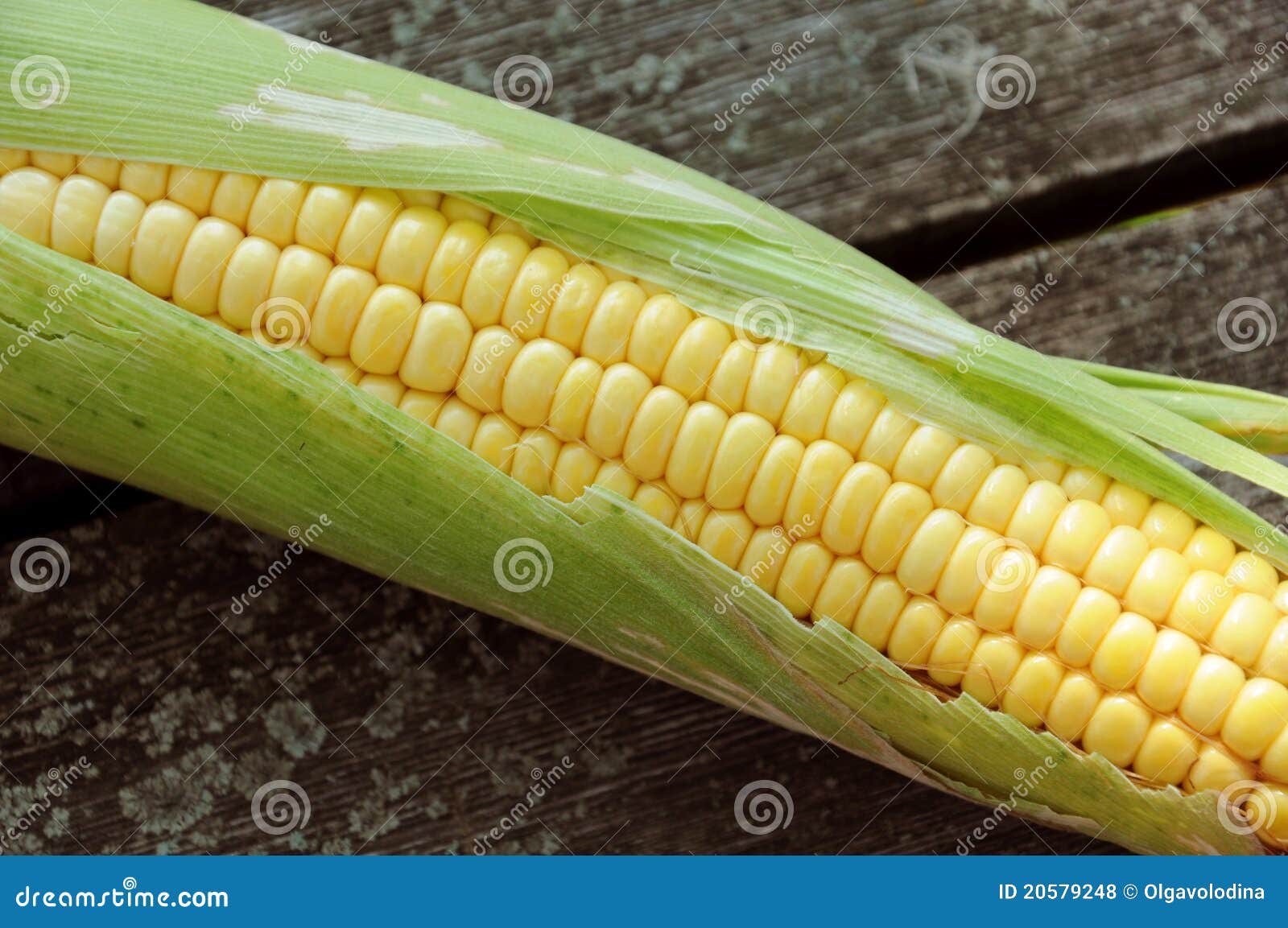 Fresh corn on the table stock photo. Image of summer - 20579248