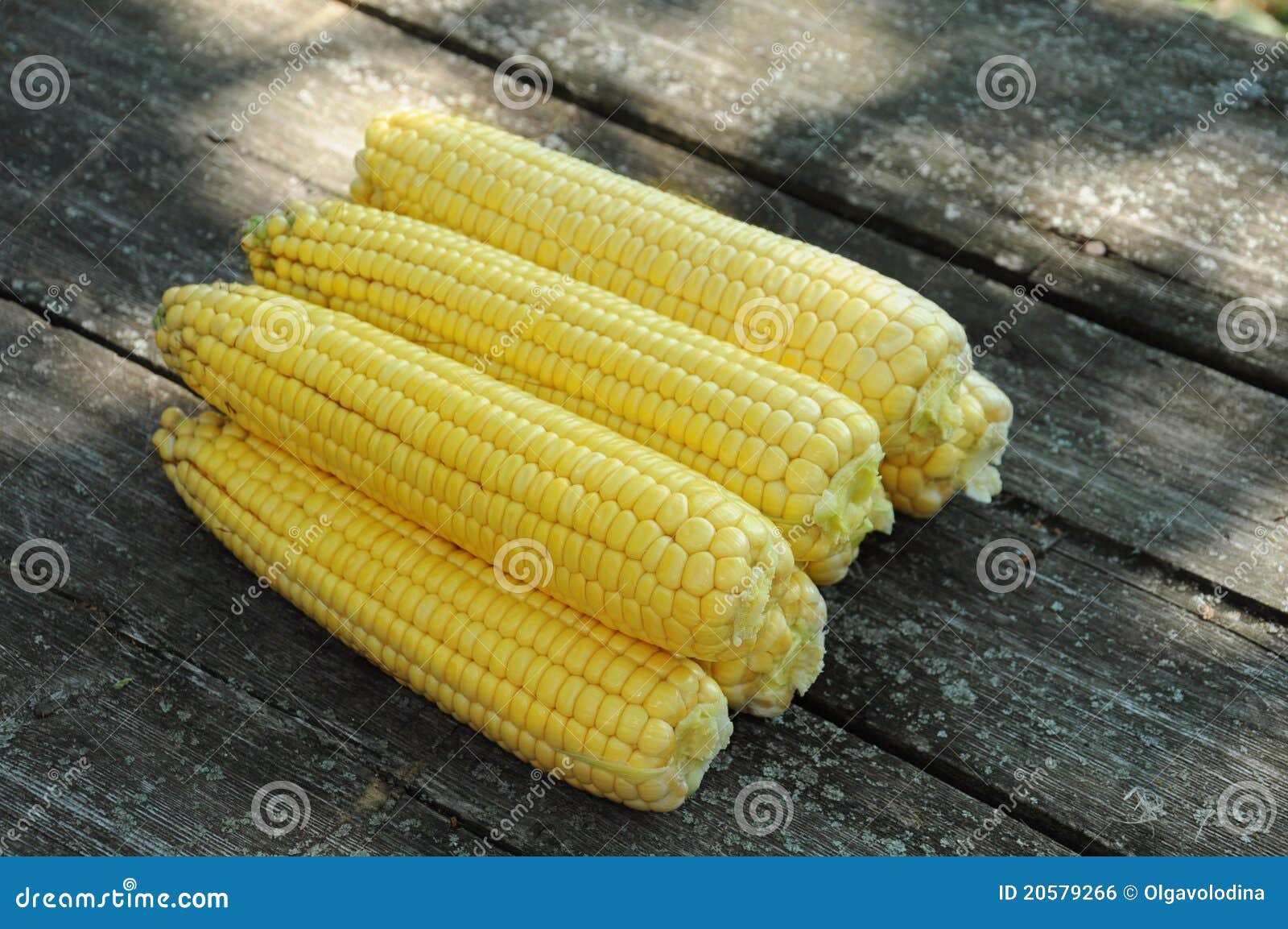 Fresh corn on the table stock photo. Image of ripe, yellow - 20579266