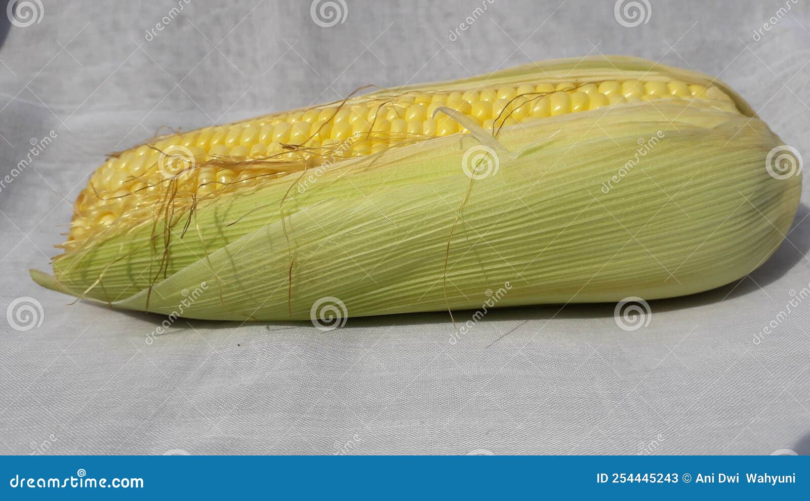 Fresh Corn from Th Field with Skin Stock Image - Image of plant, green ...