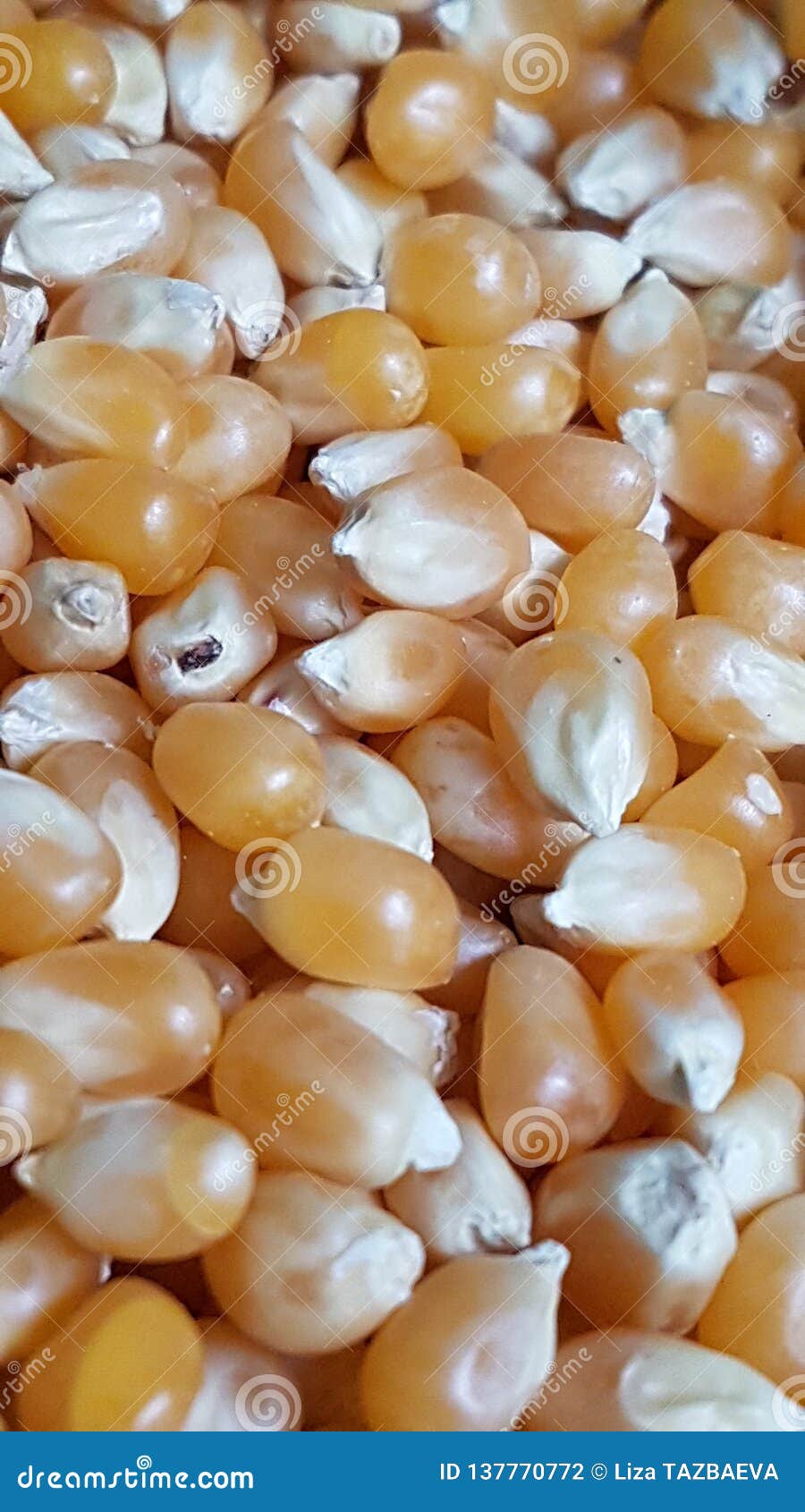 Fresh Corn To Make a Cornflakes. Stock Photo - Image of yellow ...