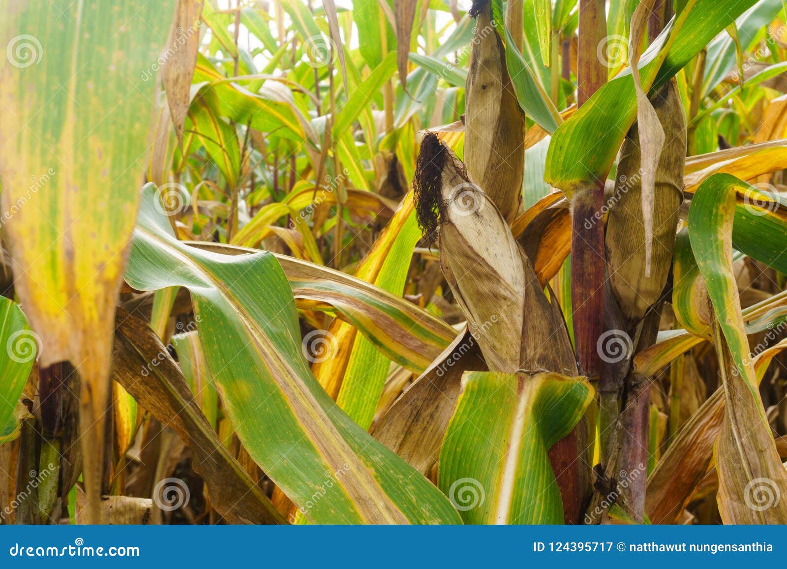 Fresh Corn on the Tree Complete with Harvest Stock Image - Image of ...