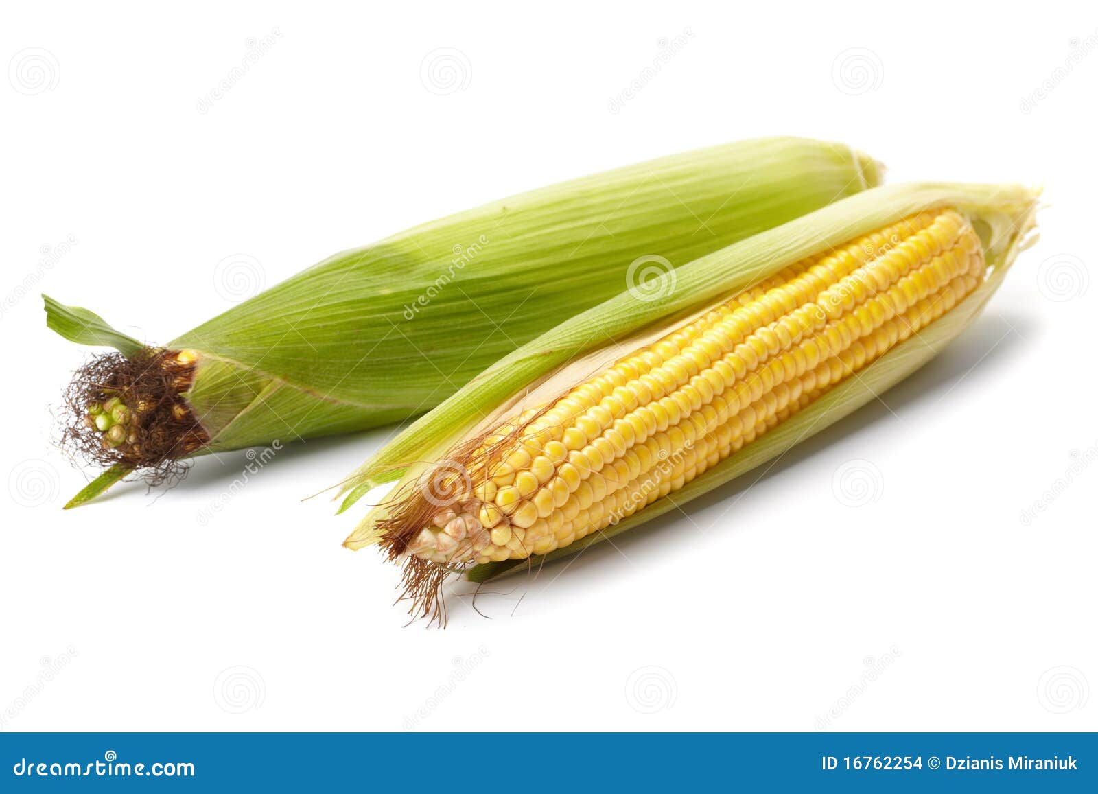 Fresh corn vegetable stock photo. Image of heap, bunch - 16762254