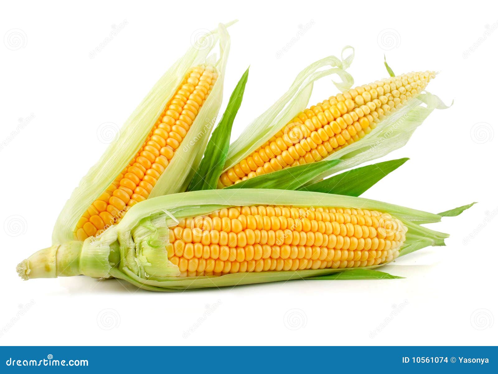 Fresh Corn Vegetable with Green Leaves Stock Photo - Image of corn ...