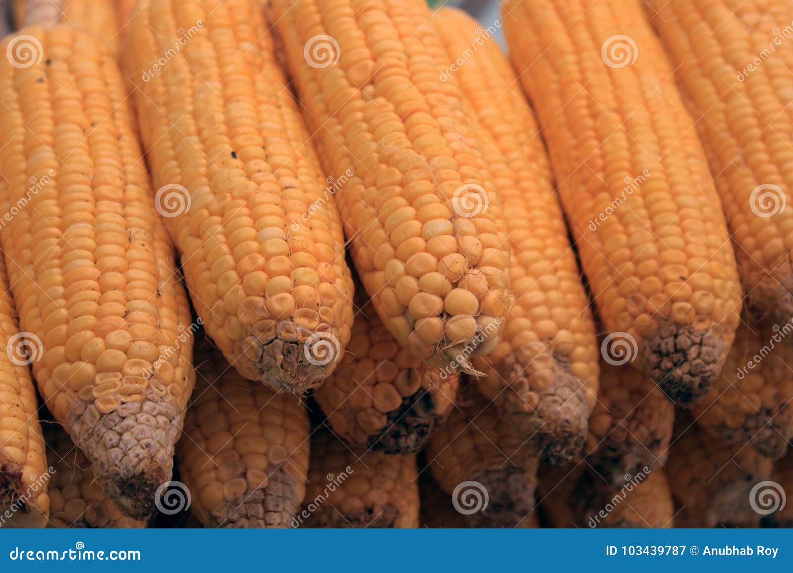 Fresh Corn Vegetable. Row of Corn Cob. Stock Image - Image of color ...