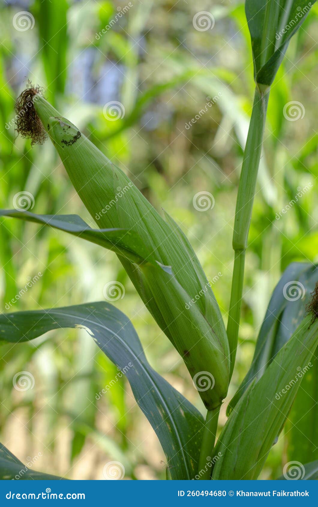 Fresh Corn Vegetables on Corn Plant Stock Photo - Image of cultivated ...