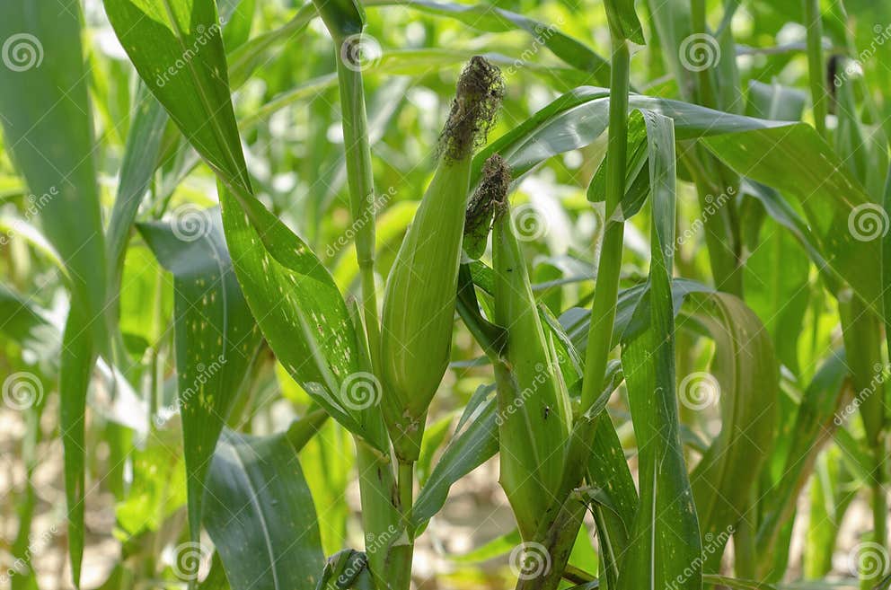 Fresh Corn Vegetables on Corn Plant Stock Photo - Image of farmers ...