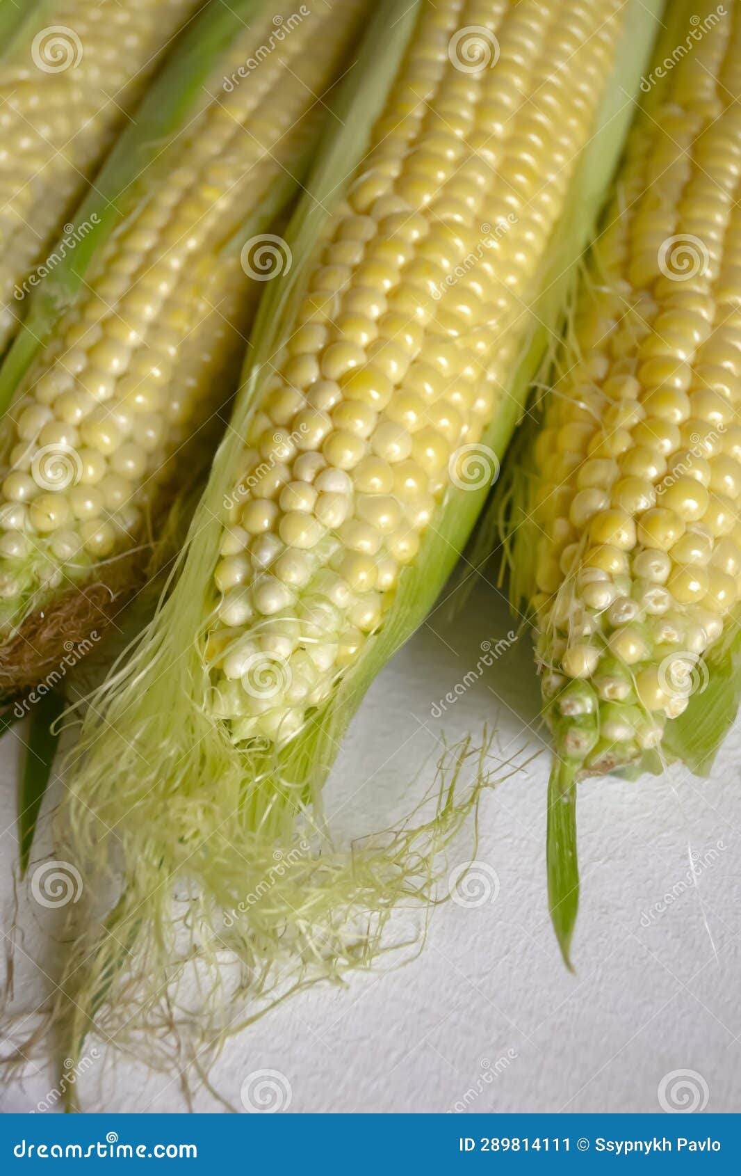 Fresh Corn on a White Table. Raw Corn on the Cob. Yellow Corn Kernels ...
