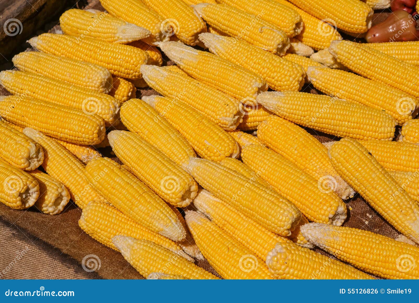 Fresh corn stock photo. Image of leaf, harvest, fuel - 55126826