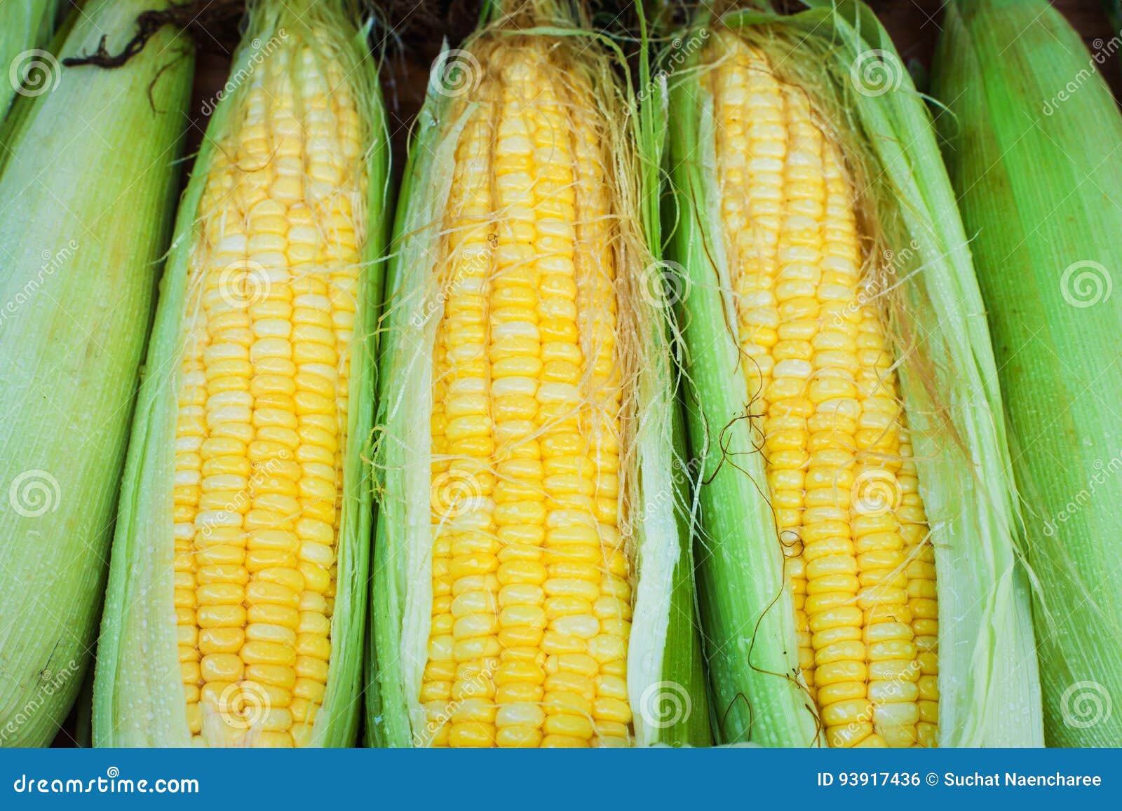 Fresh corns stock photo. Image of grain, natural, maize - 93917436