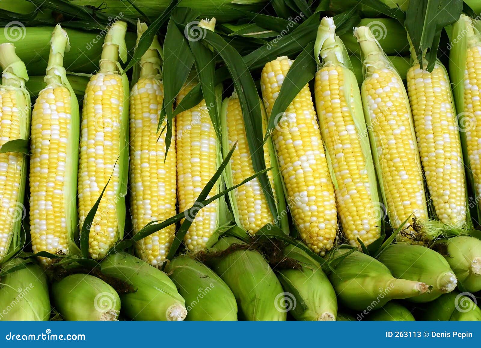 Fresh Corns at the Market stock image. Image of tasty, farm - 263113