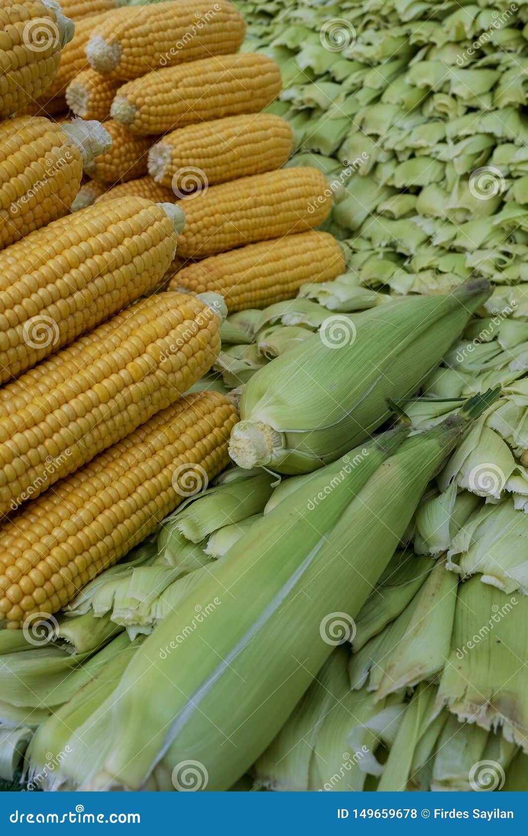 Fresh Corns at the Market stock photo. Image of maize - 149659678