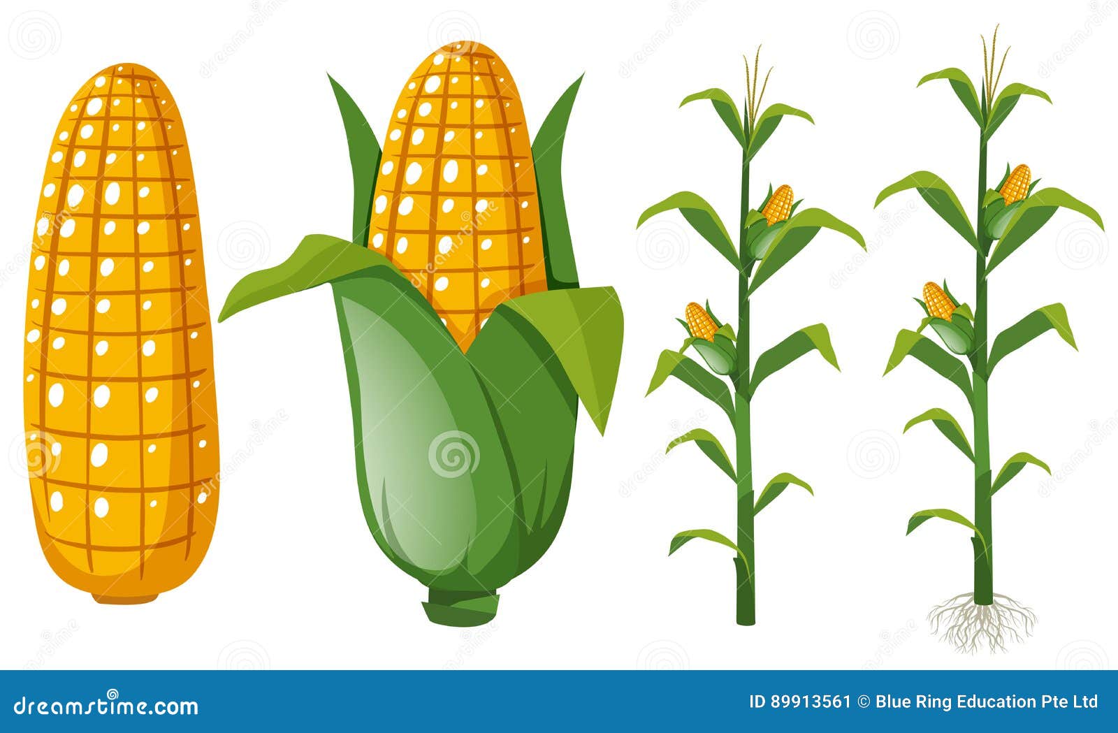 Fresh corns on the tree stock illustration. Illustration of food - 89913561