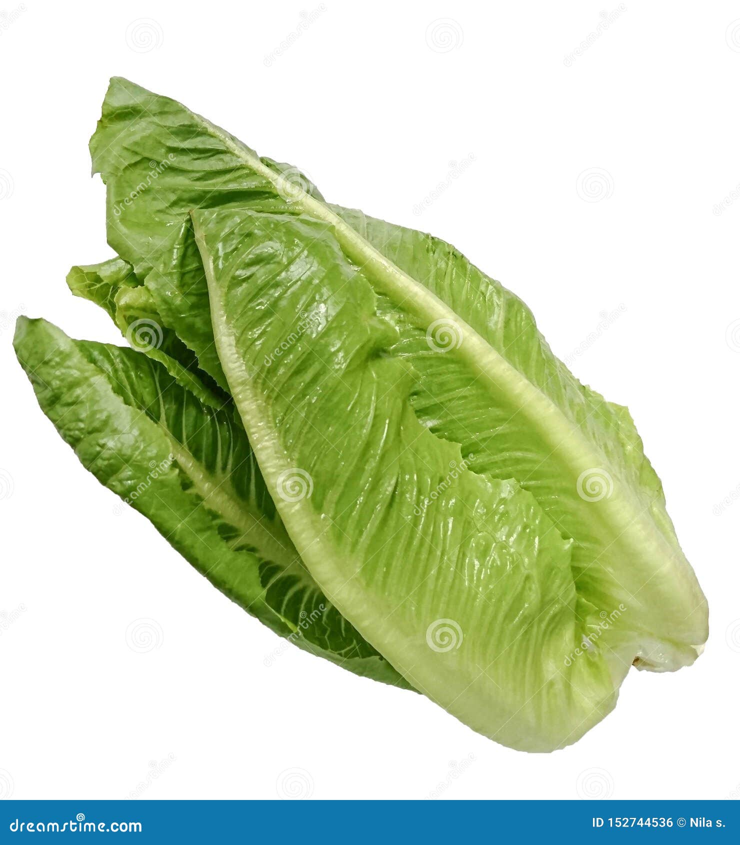 Fresh Green Cos Lettuce Vegetable Salad Isolated on White Background ...