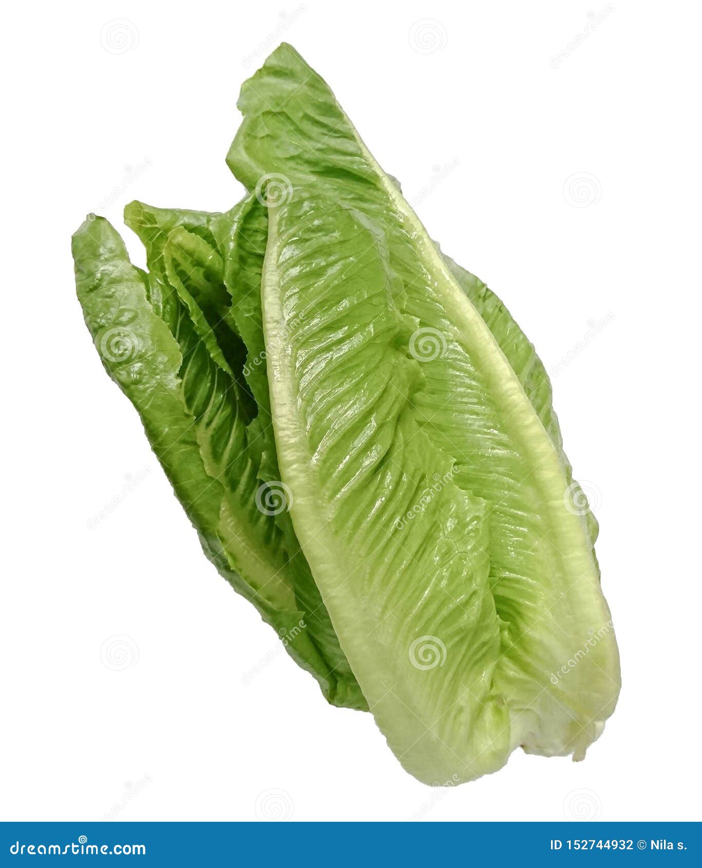 Fresh Green Cos Lettuce Vegetable Salad Isolated on White Background ...
