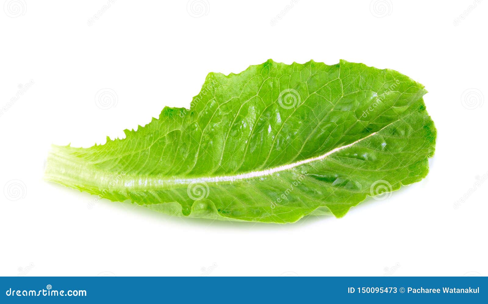 Fresh Cos Lettuce Leaf Isolated on White Background Stock Image - Image ...