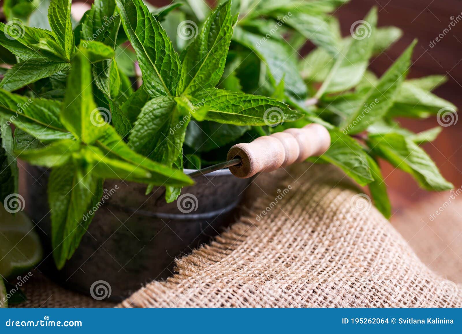 Fresh country mint stock photo. Image of nature, grass - 195262064