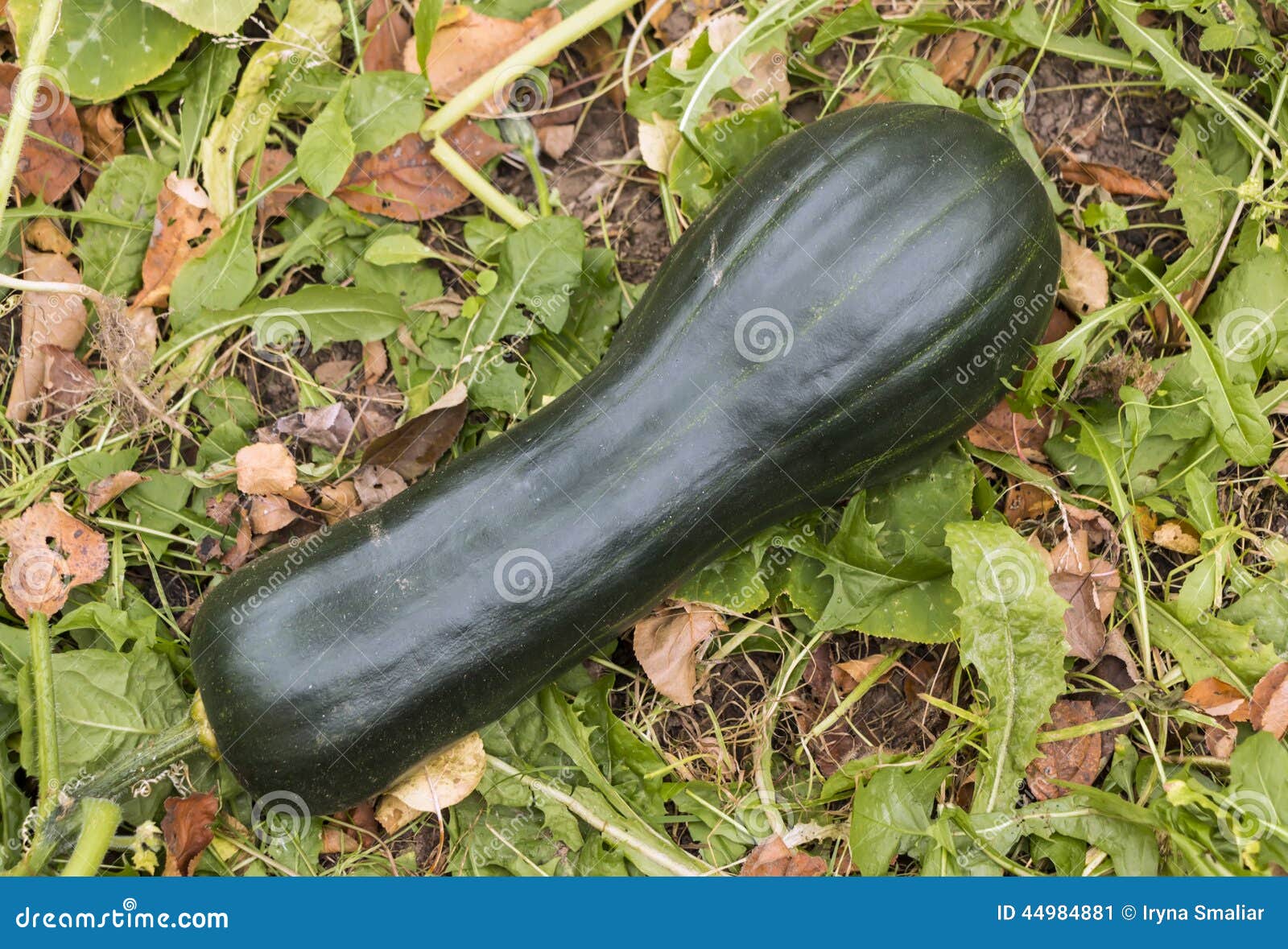 Fresh courgette stock image. Image of white, background - 44984881