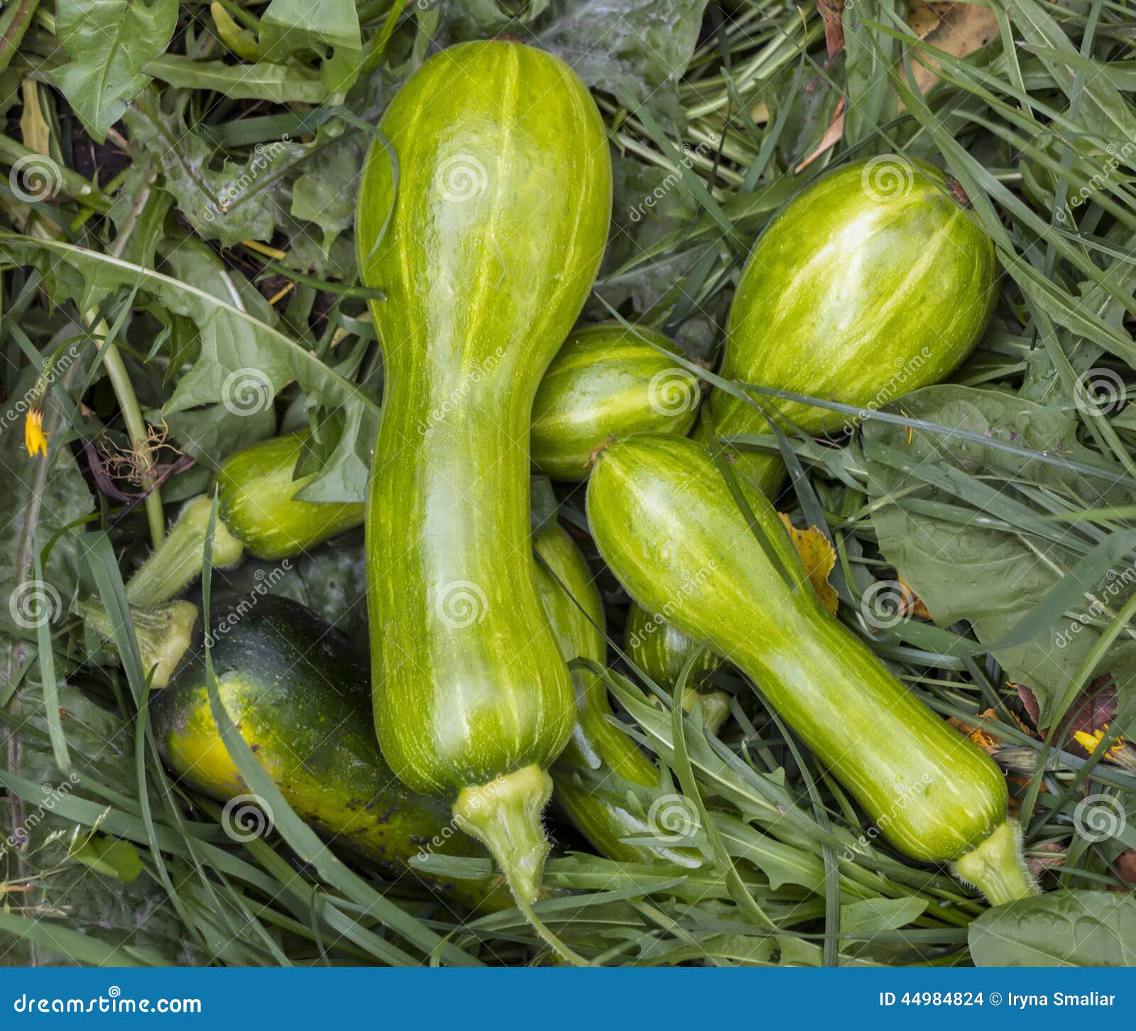 Fresh courgettes stock photo. Image of sweet, summer - 44984824