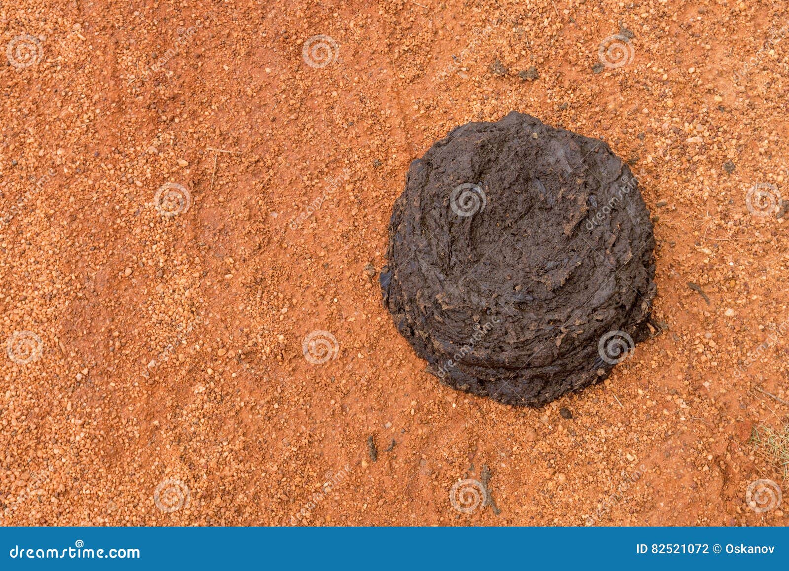 Fresh cow dung stock photo. Image of agriculture, grass - 82521072