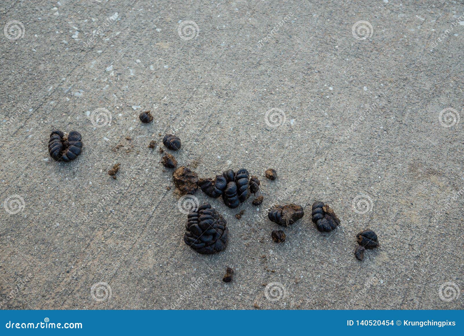 Fresh Cow Dung Stock Photos - Download 418 Royalty Free Photos